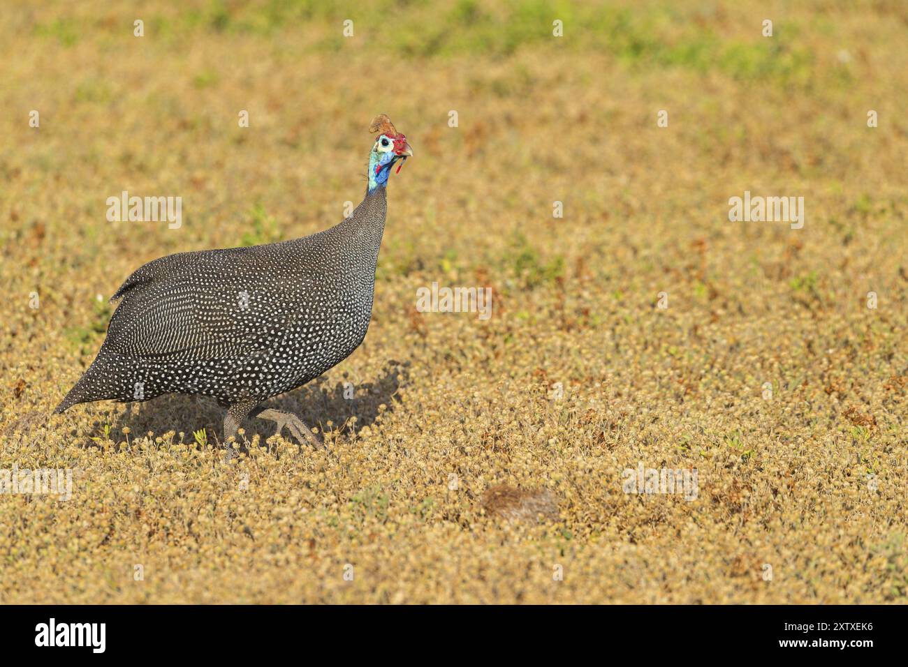 Helmeted guineafowl (Numida meleagris), family of guinea fowl, Addo ...
