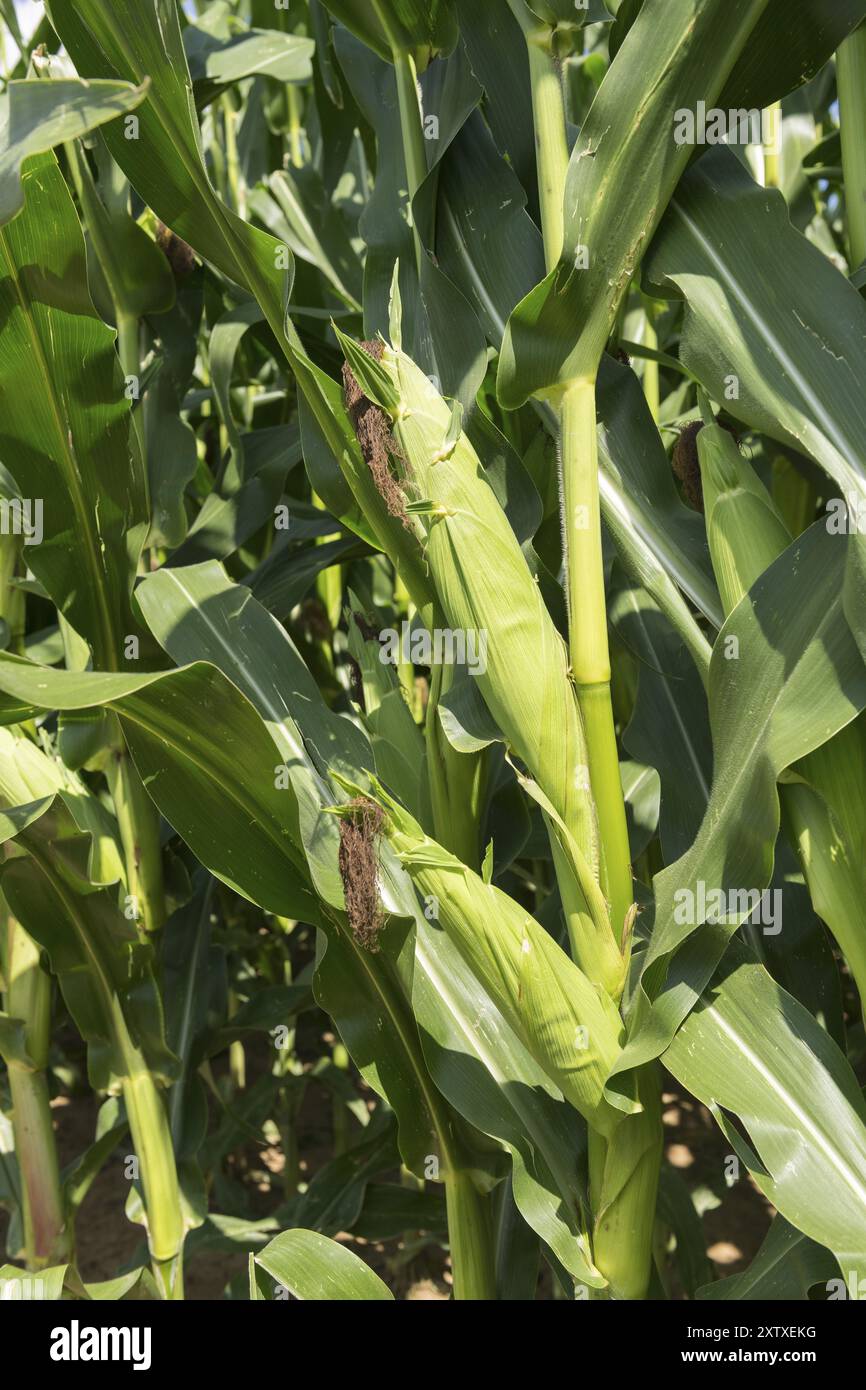 Symbolic image, renewable energies, maize plants, biogas plant, feed ...