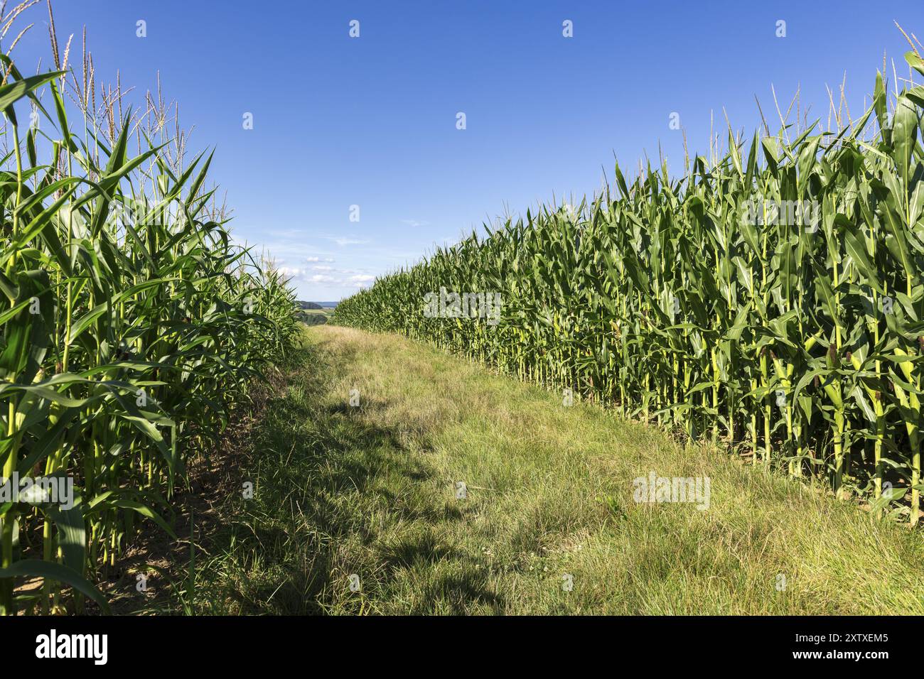 Symbolic image, renewable energies, maize plants, biogas plant, feed ...