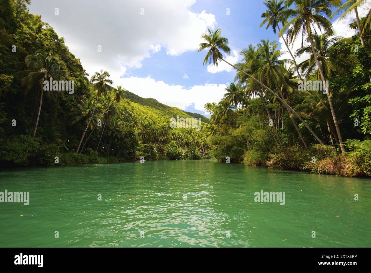 Tropical rainforest, Philippines, Philippines, Asia Stock Photo - Alamy