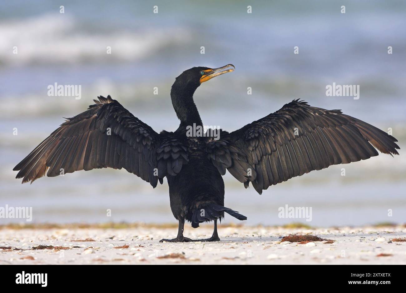 Cormorant, (Phalacrocorax auritus), family of cormorants, drying its ...