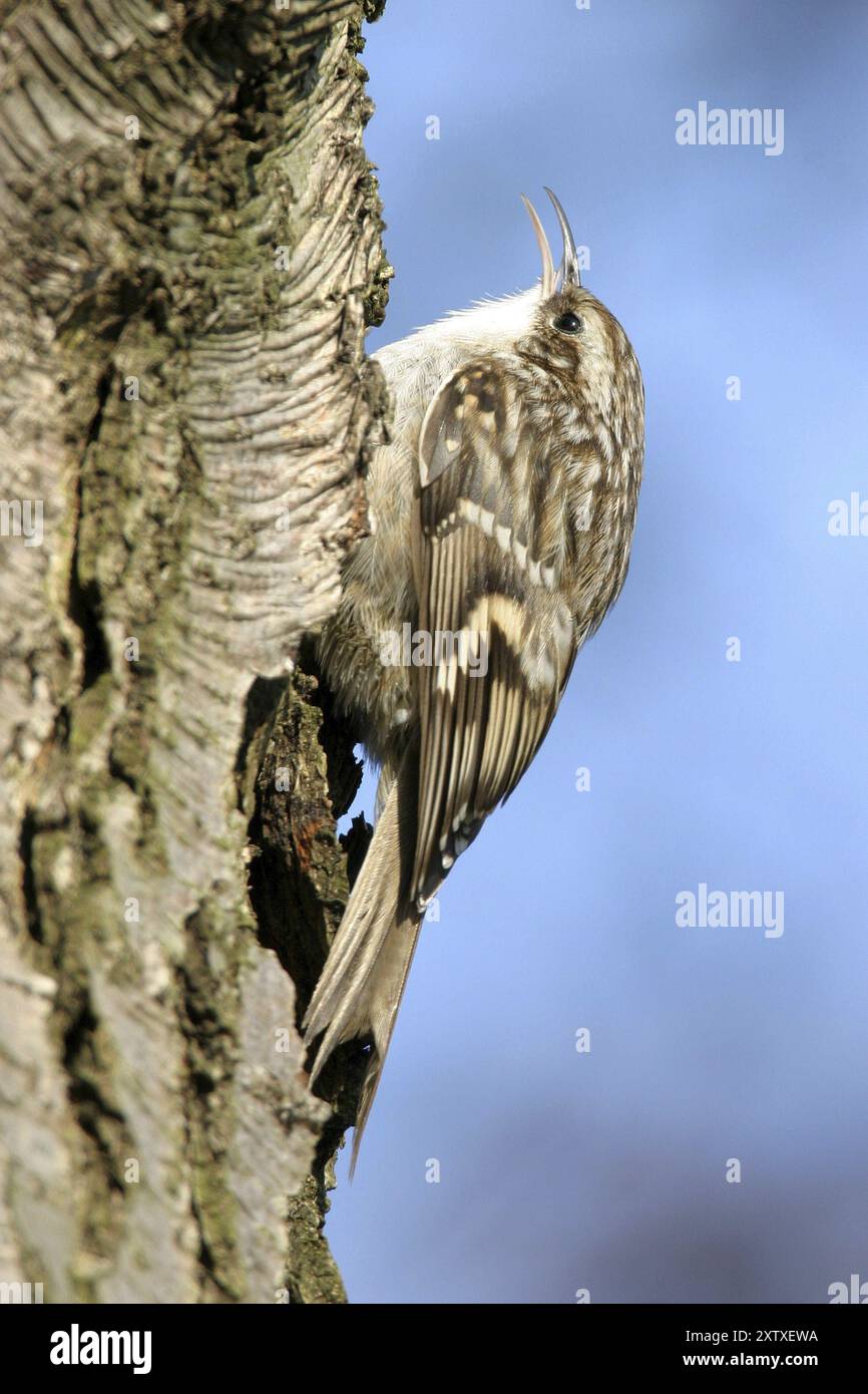 Treecreeper común hi-res stock photography and images - Alamy