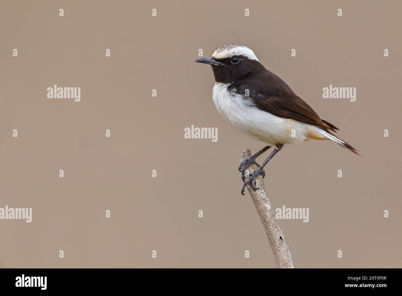 Muscicapidae of asia hi-res stock photography and images - Alamy