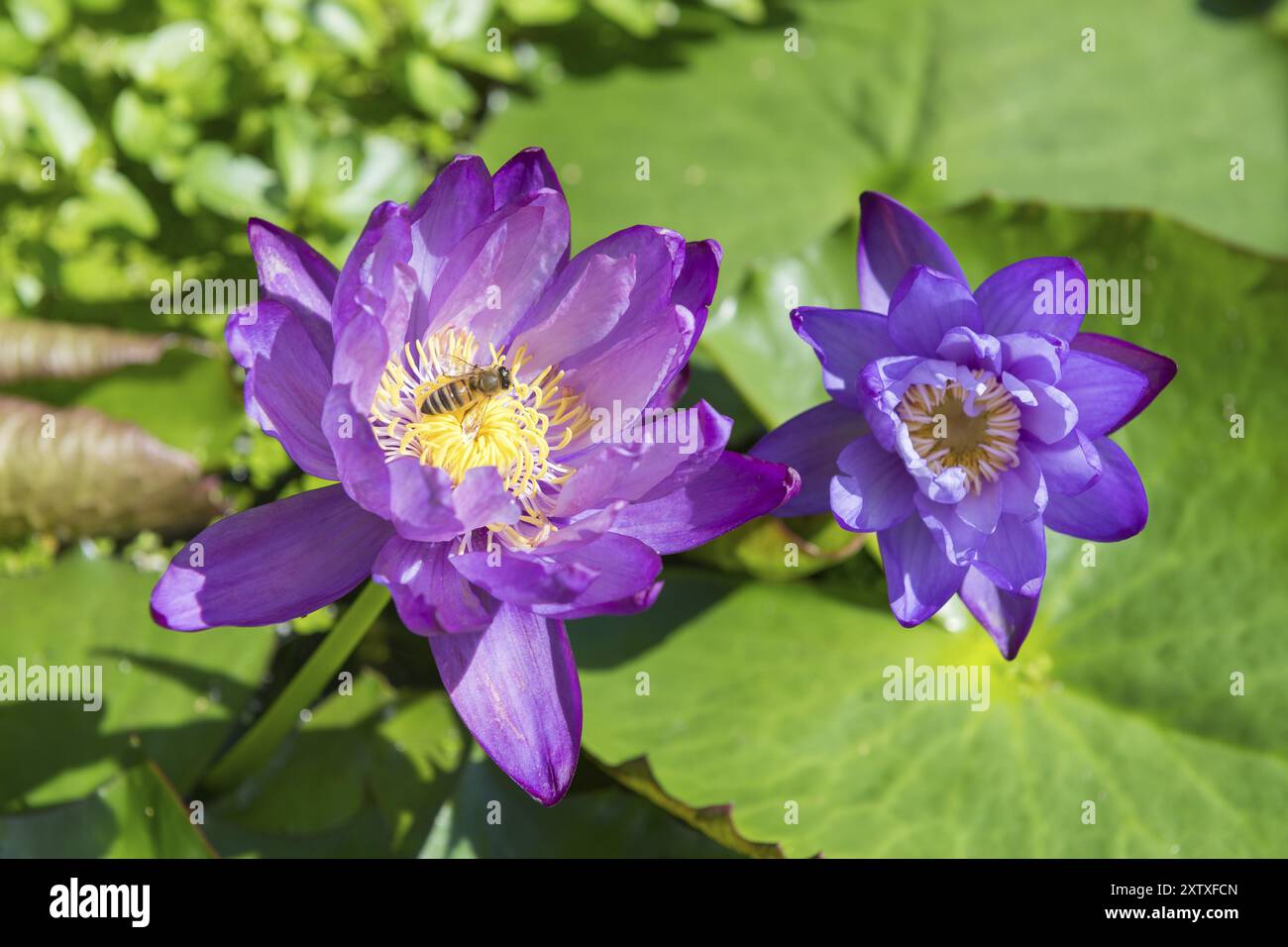 Blue-purple coloured tropical water lily, Gigantea Dark Purple, honey ...