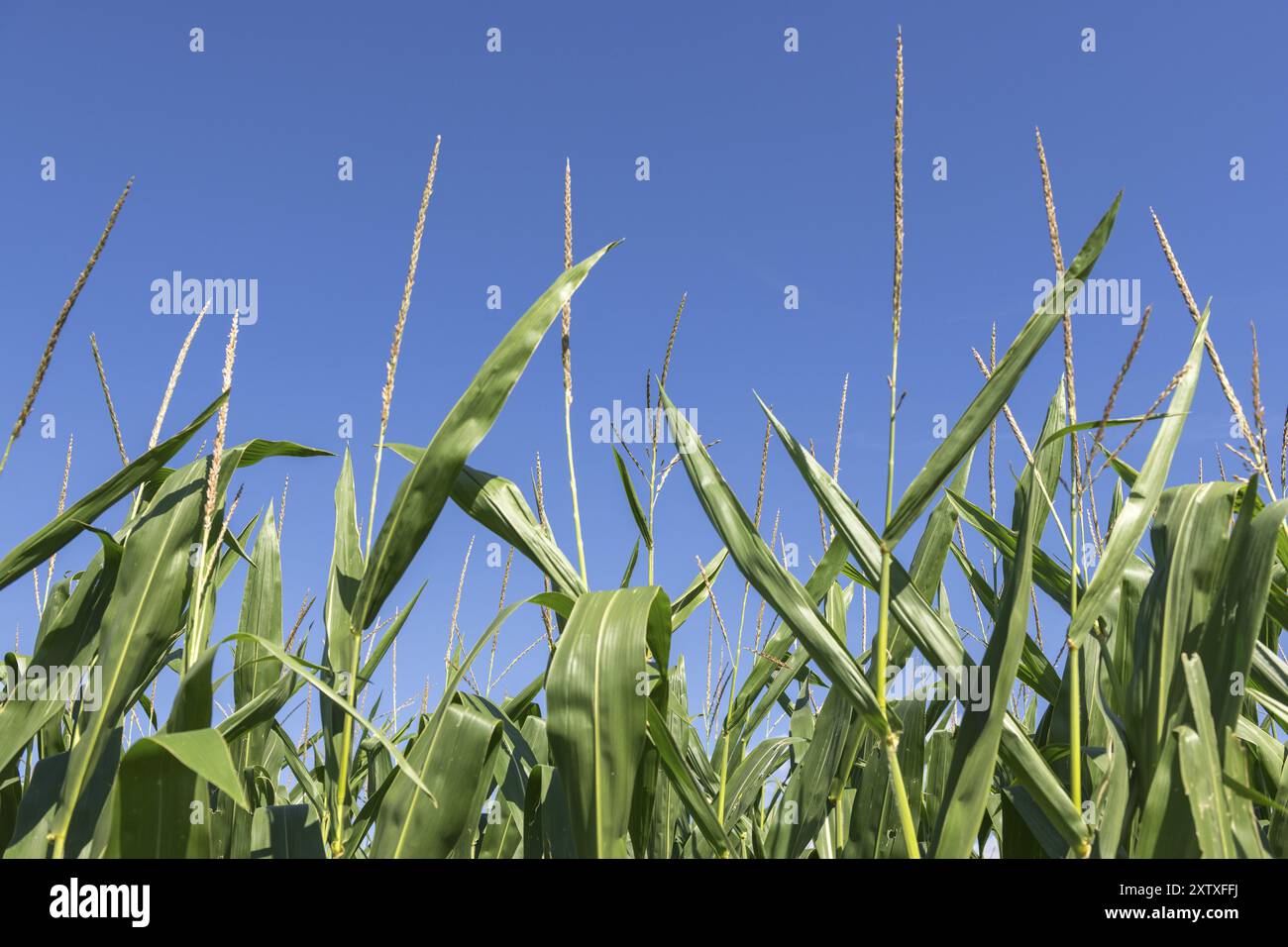 Symbolic image, renewable energies, maize plants, biogas plant, feed ...