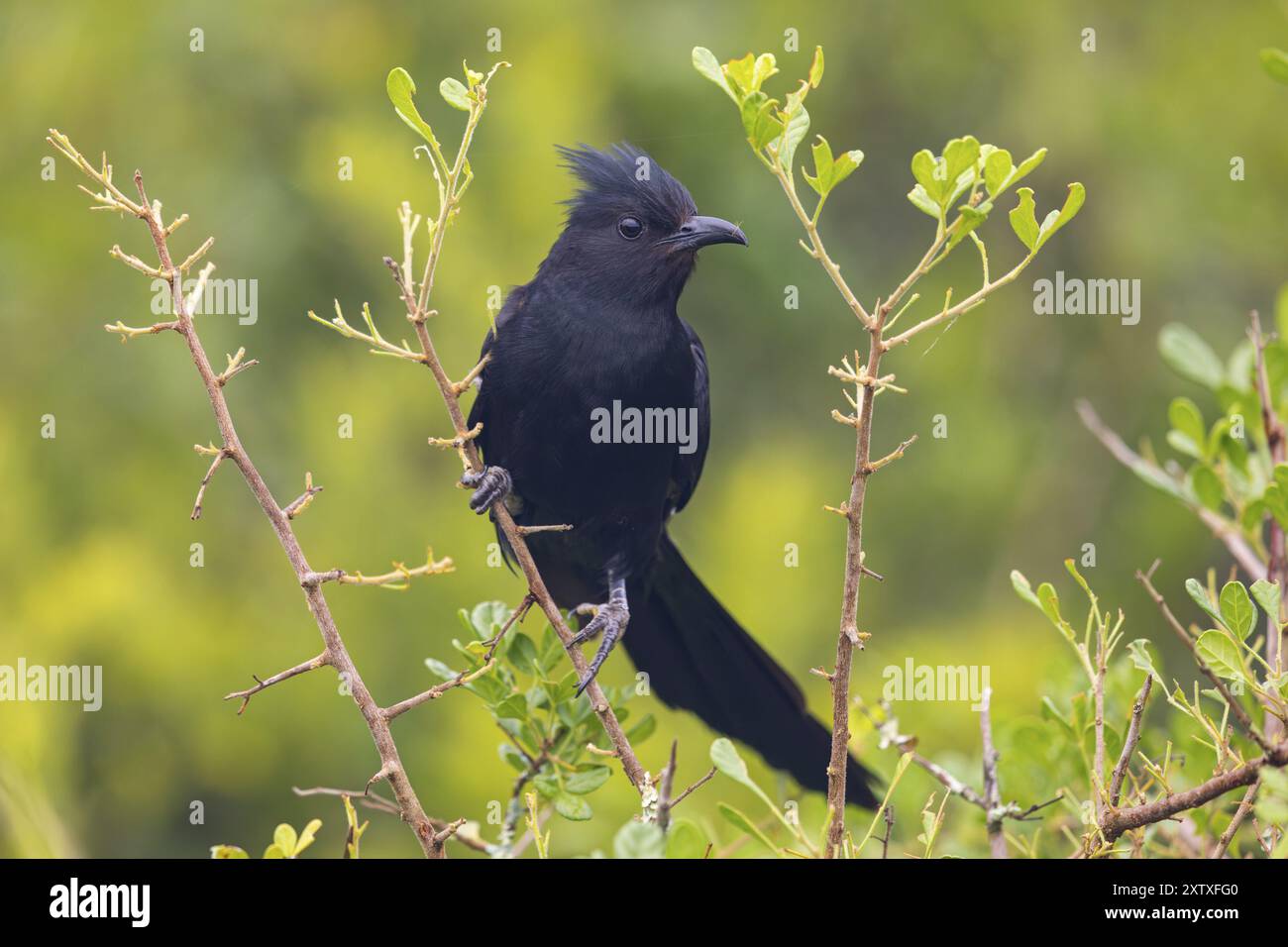 Jacobin cuckoo (Clamator jacobinus), (Oxylophus jacobin), Addo Elephant ...