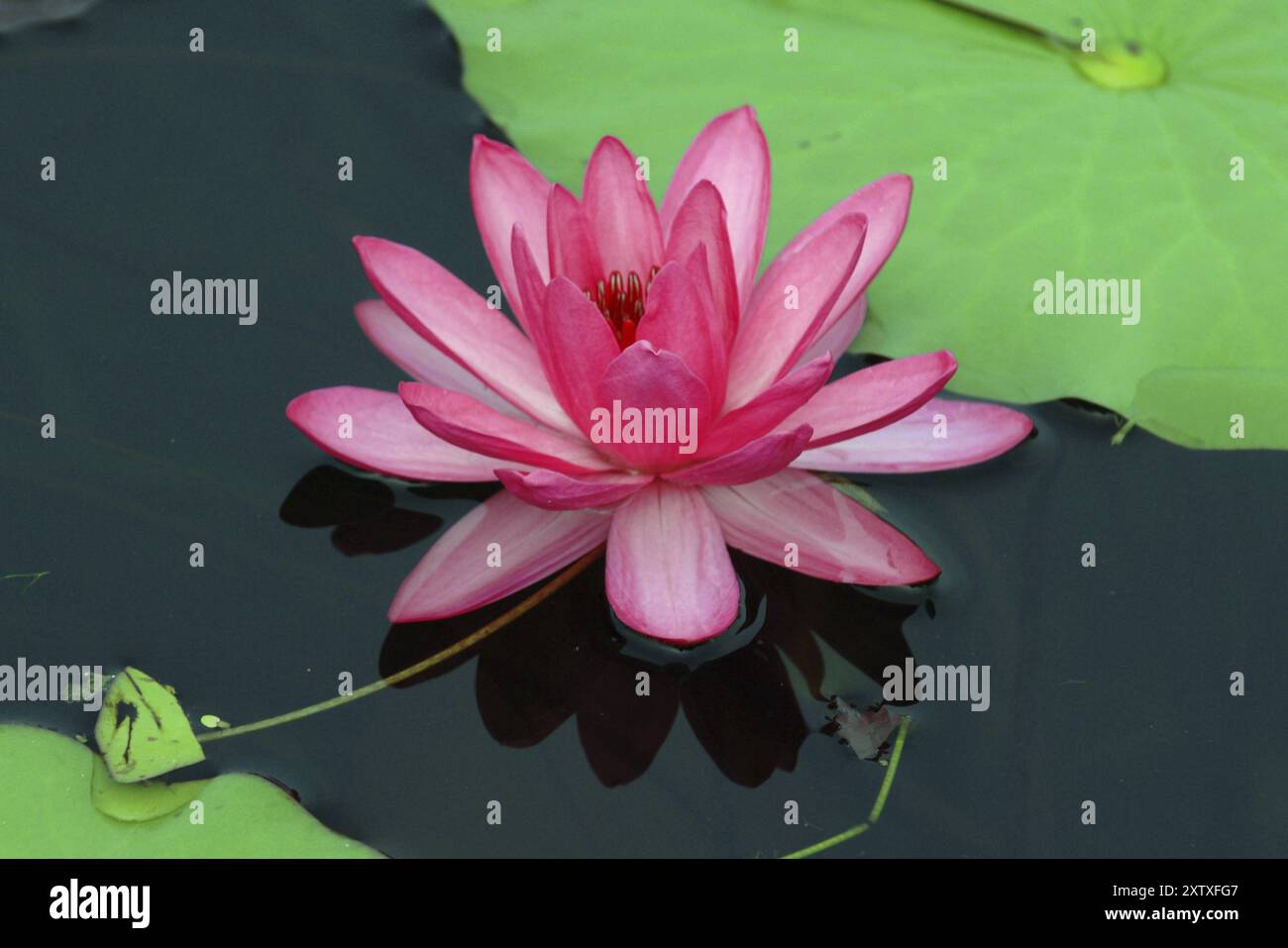 Myanmar, Asia, Water lily, Asia Stock Photo - Alamy