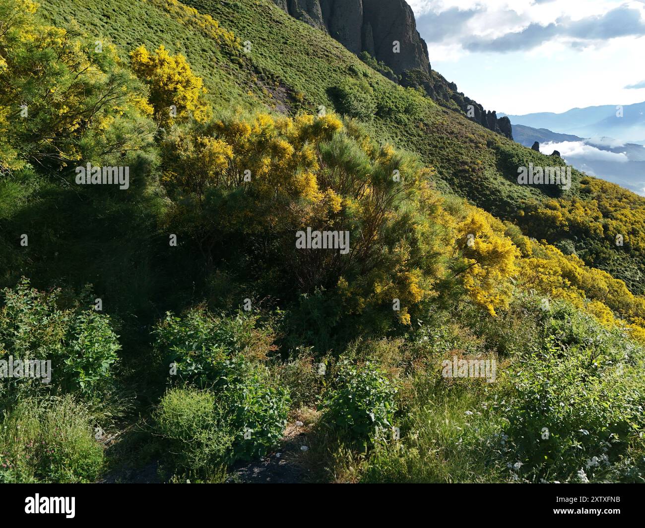 Picos de europa spring flowers hi-res stock photography and images - Alamy
