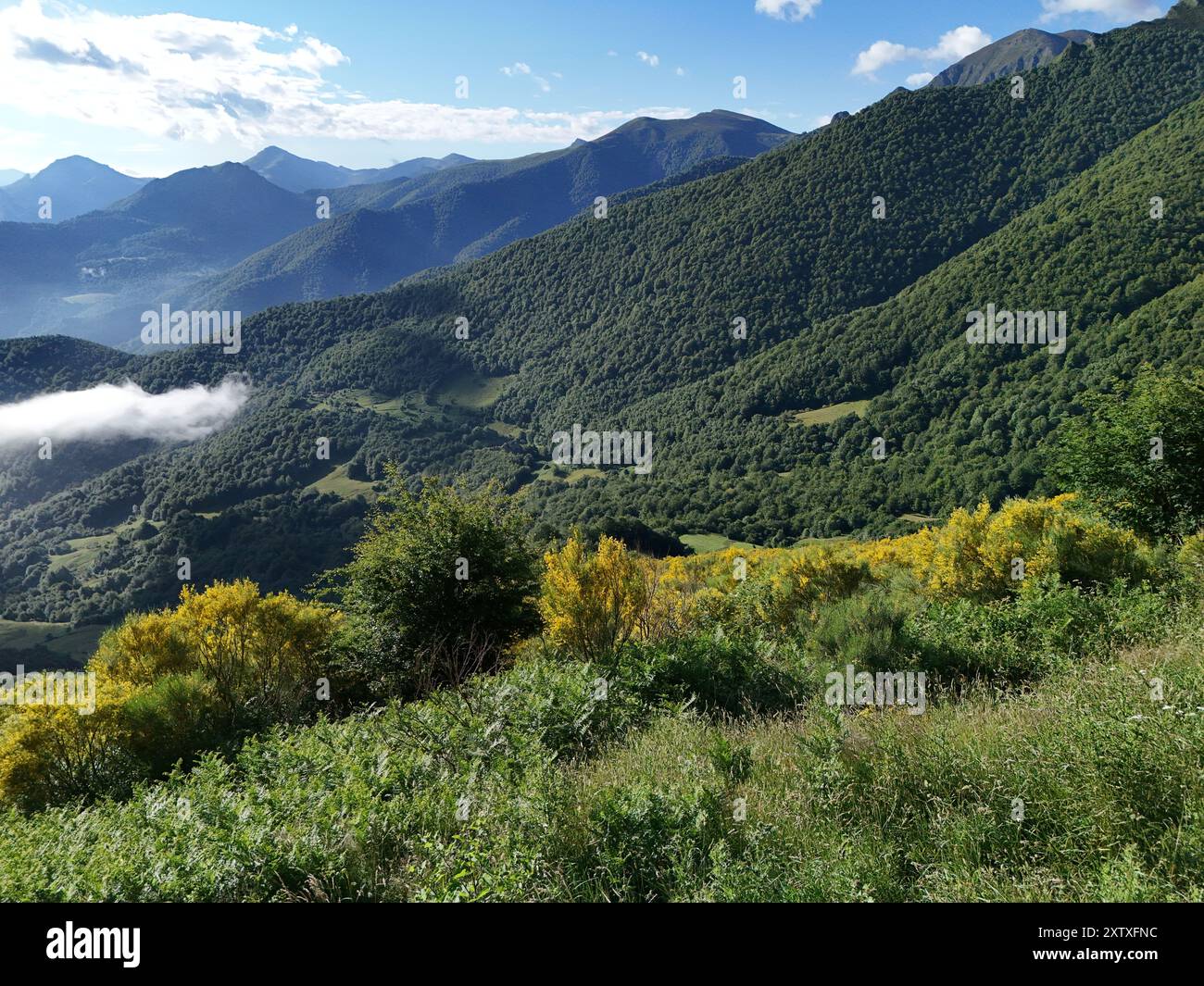 Picos de europa spring flowers hi-res stock photography and images - Alamy