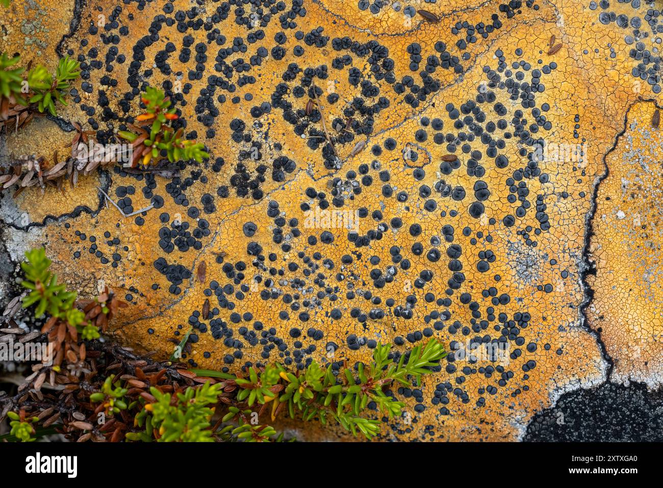 Lichen black hi-res stock photography and images - Alamy