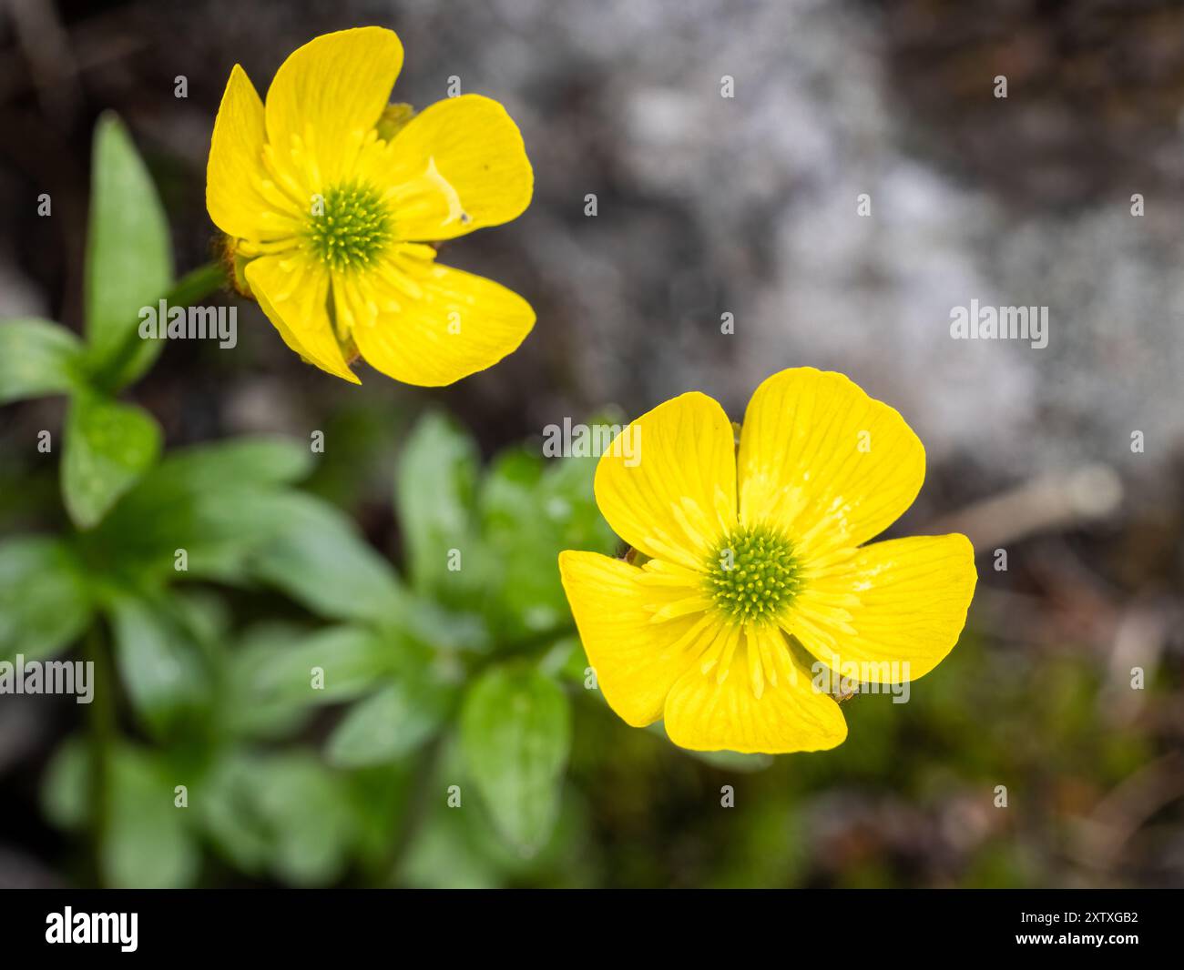 Snow buttercup flowering Stock Photo - Alamy