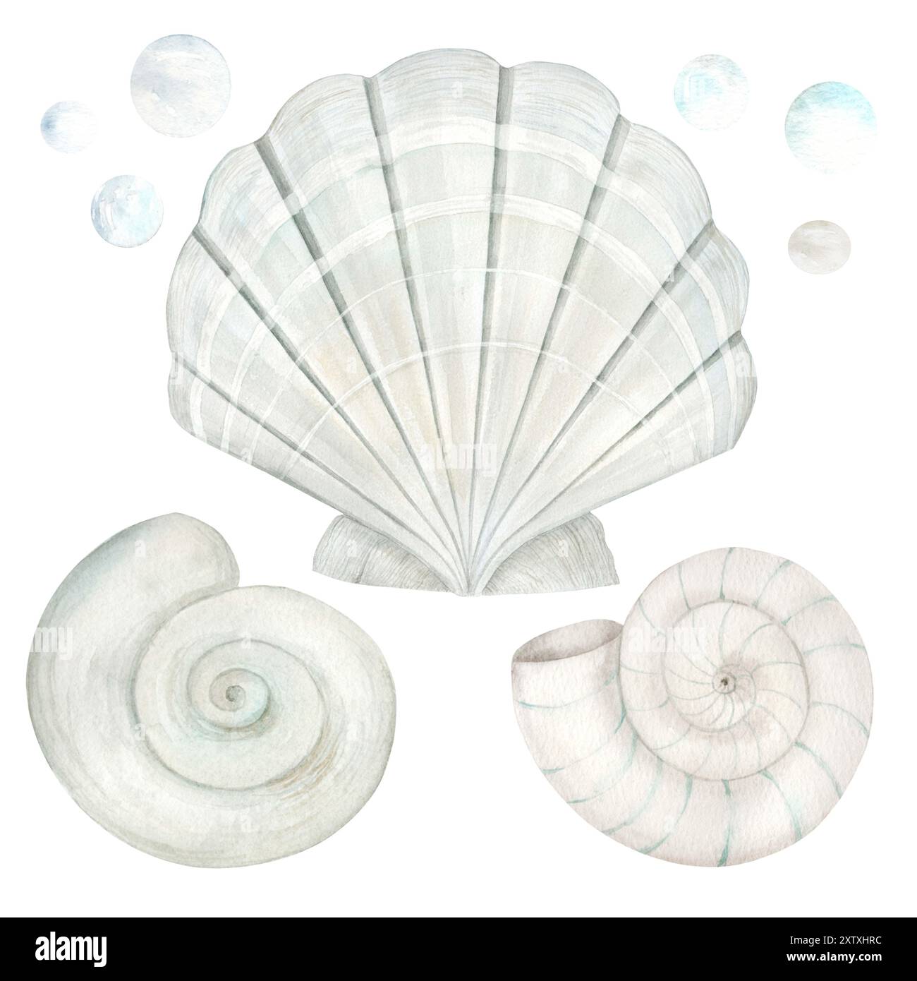 Sea shell scallop and coils. Isolated drawing on a white background ...