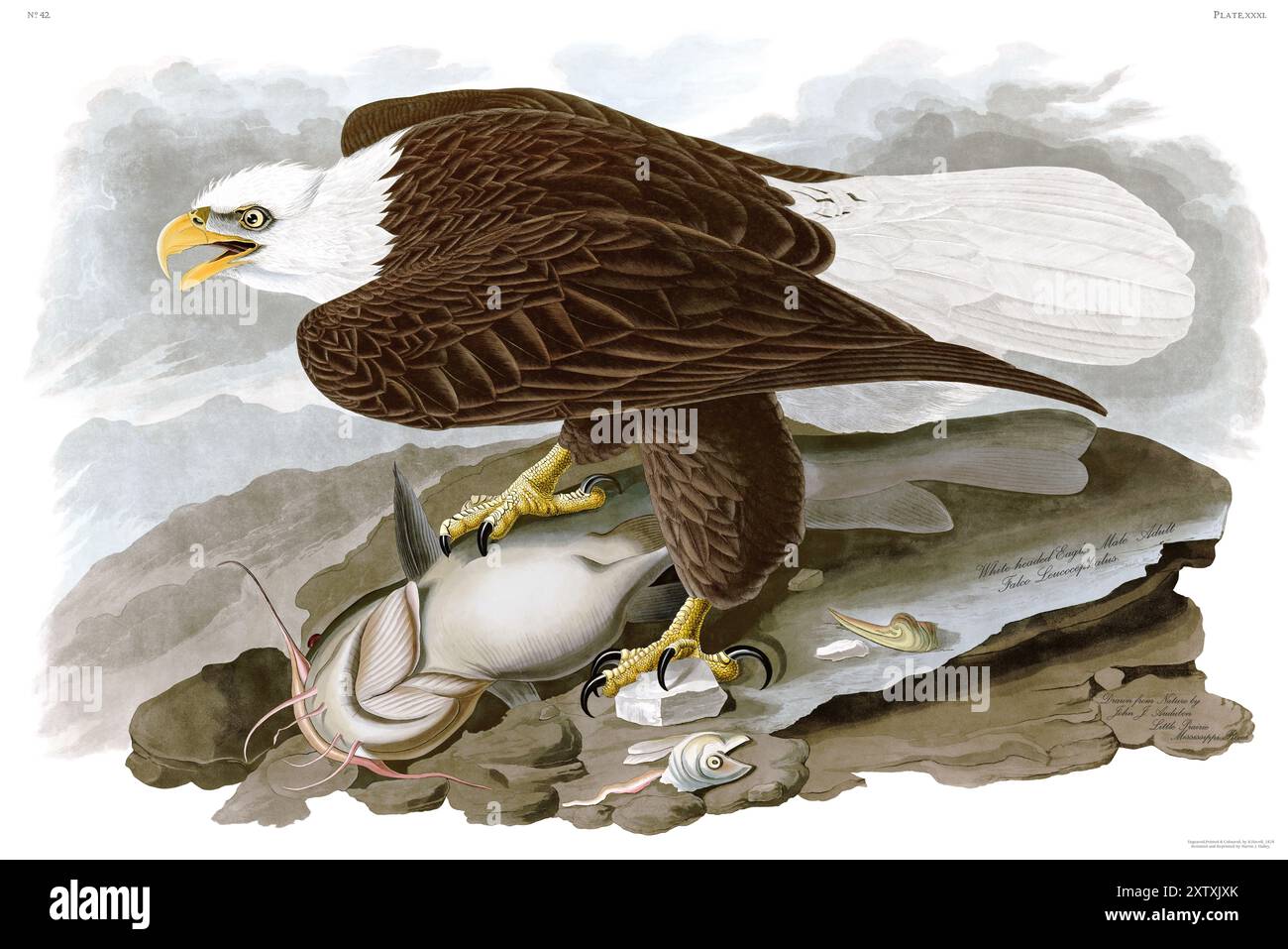 The birds of america john james audubon Cut Out Stock Images & Pictures ...
