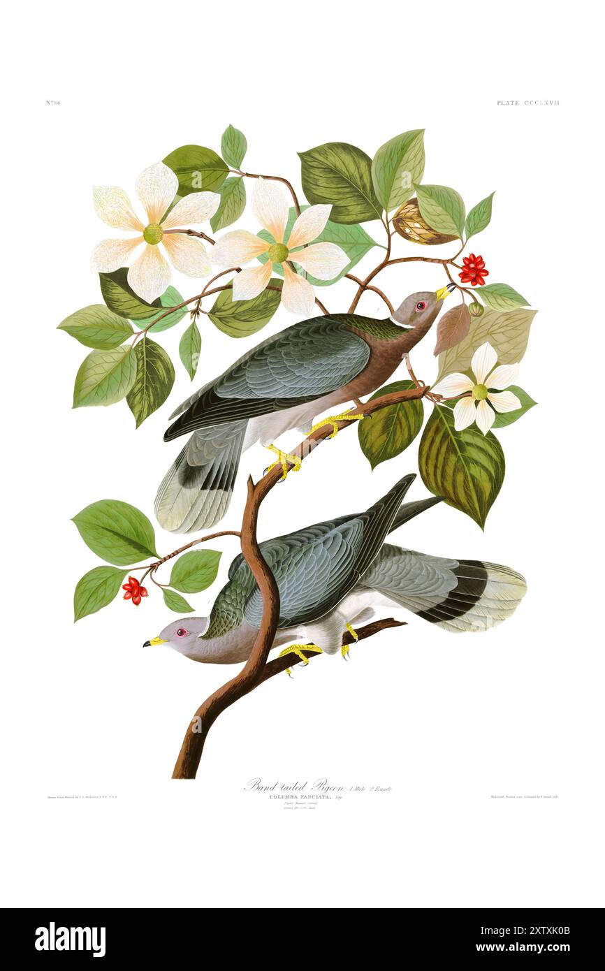 Band-tailed Pigeon. Birds of America, John Audubon. Plate 367. High ...