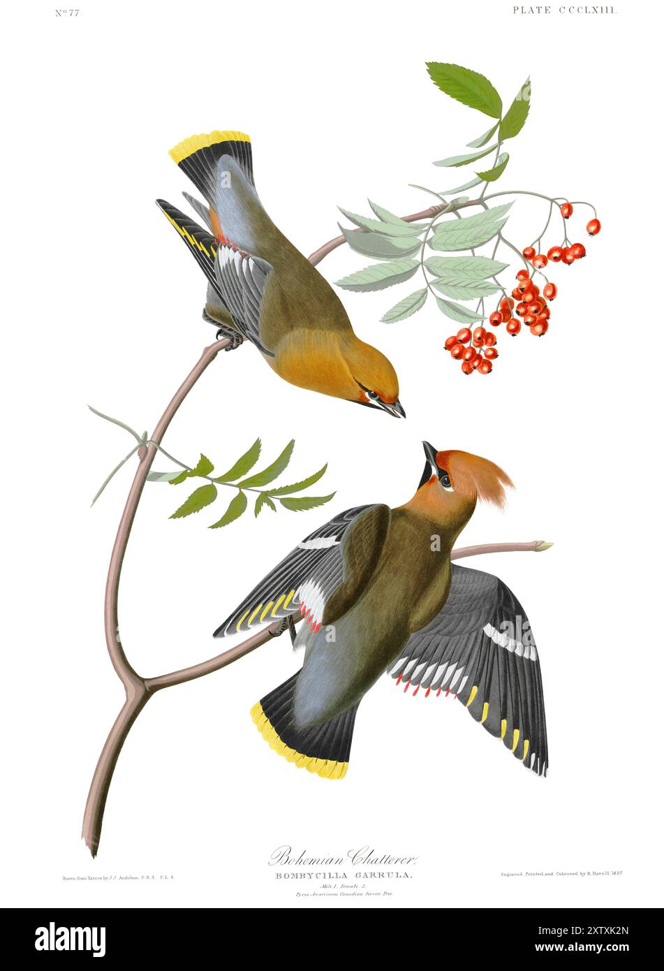 Bohemian Chatterer, Birds of America, John Audubon. Plate 363. 1837 ...