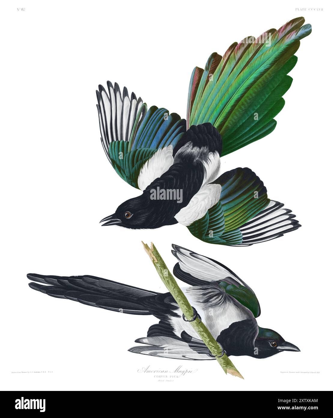 American Magpie. Birds of America, John Audubon. Plate 357. 1837. High ...