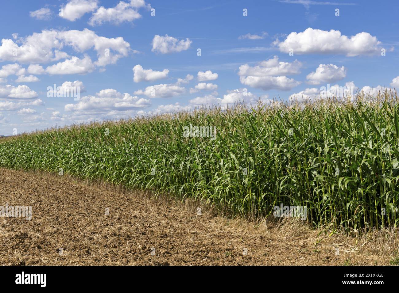 Symbolic image, renewable energies, maize plants, biogas plant, feed ...