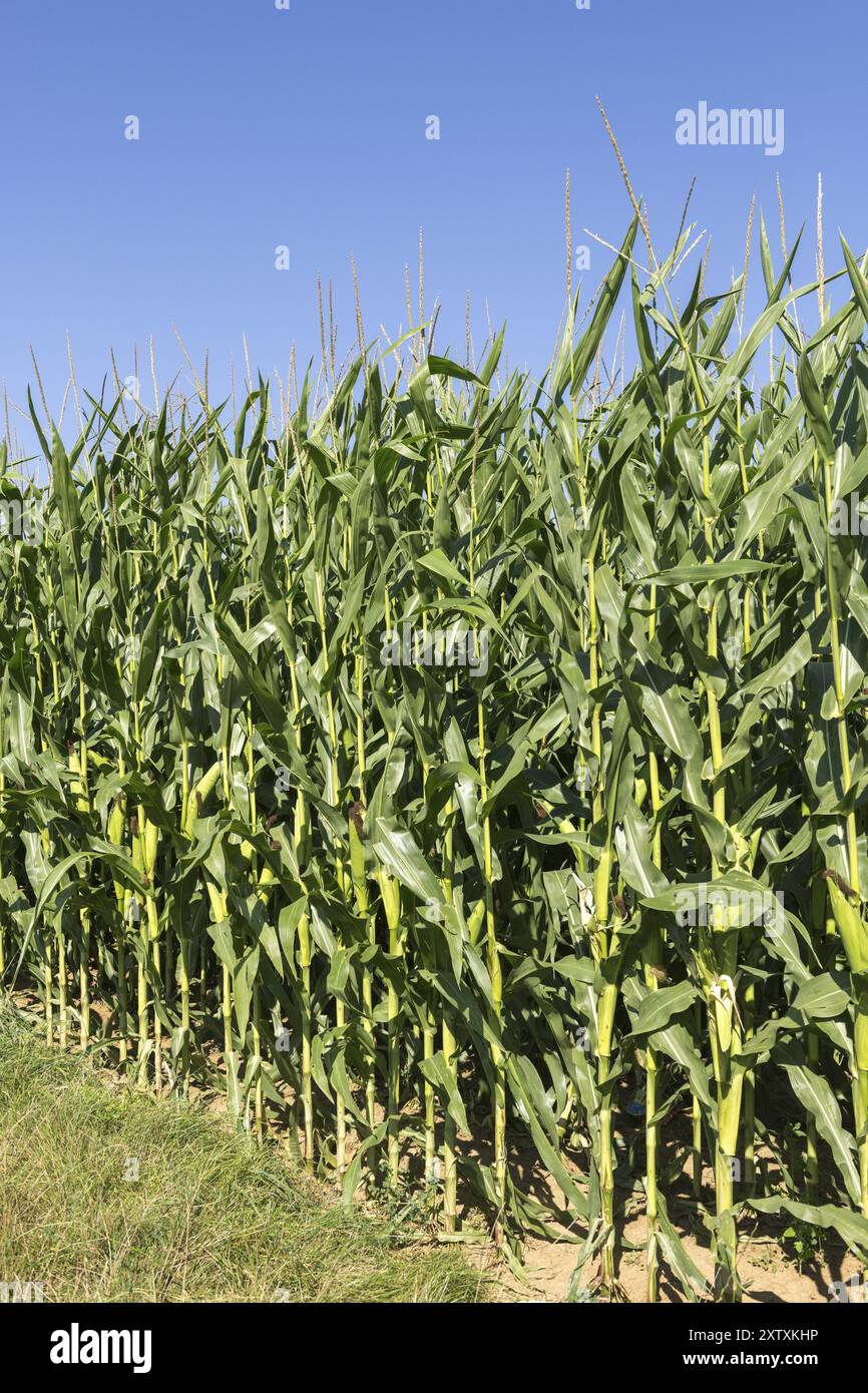 Symbolic image, renewable energies, maize plants, field, biogas plant ...