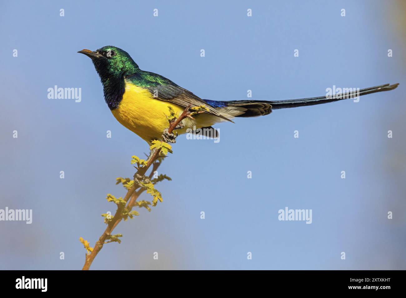 Nile Valley Sunbird, Anthodiaeta metallica, Anthreptes metallicus ...