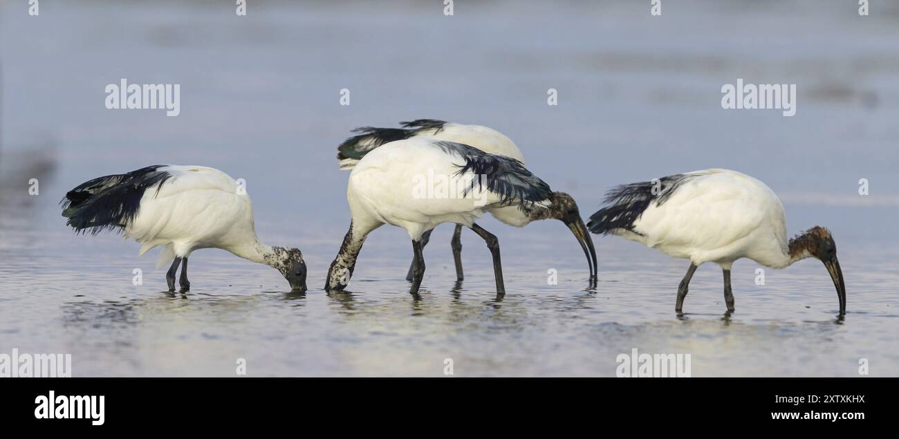 African sacred ibis (Threskiornis aethiopicus), family of ibises and ...