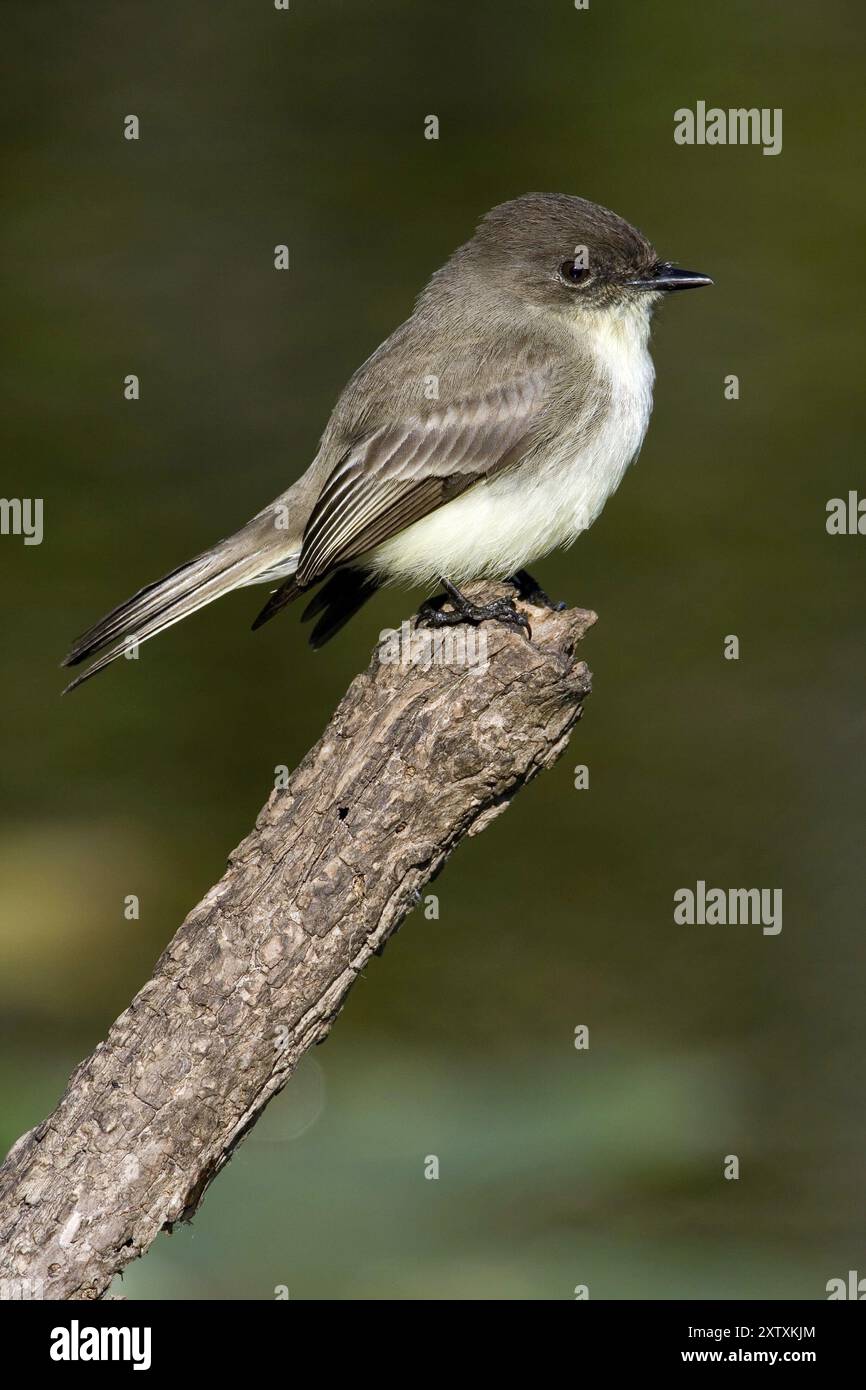 White-bellied Phoebe Flycatcher, Phoebe, Eastern Phoebe, (Sayornis ...