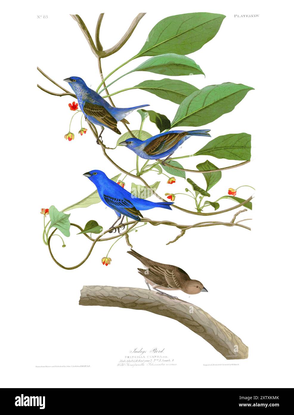 Indigo Bird. Birds of America, John Audubon. Plate 74. High Resolution ...