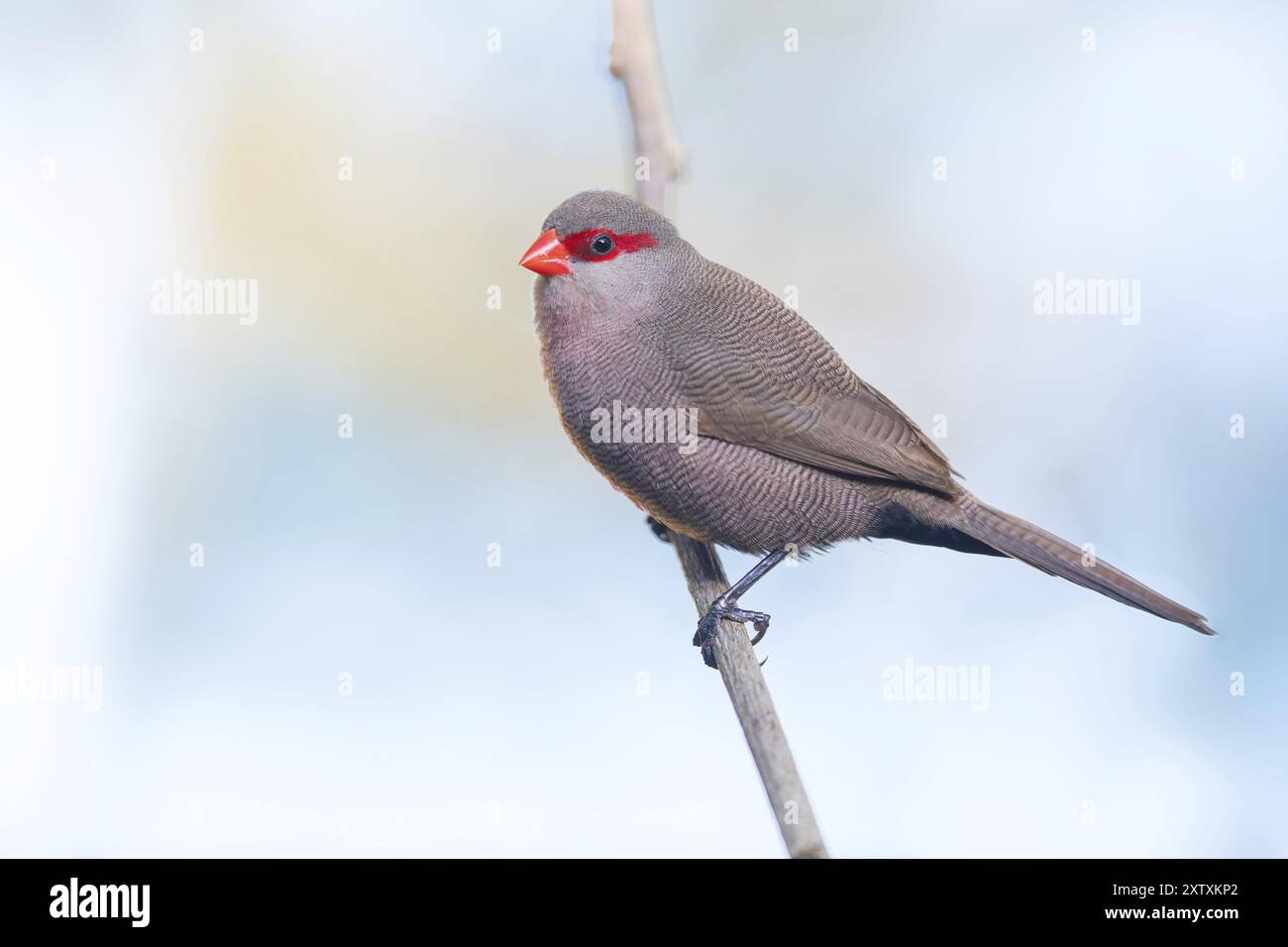 Wave-astrild, (Estrolda astrild), family of the splendid finches ...