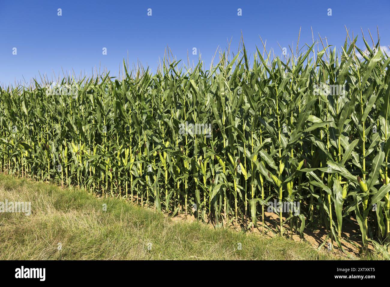 Symbolic image, renewable energies, maize plants, biogas plant, feed ...