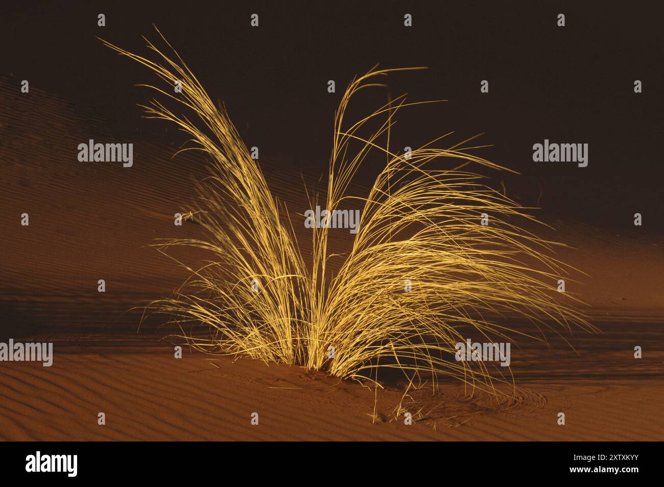 Africa, Namibia, plants, dune grass in the evening sun, Namib Desert ...