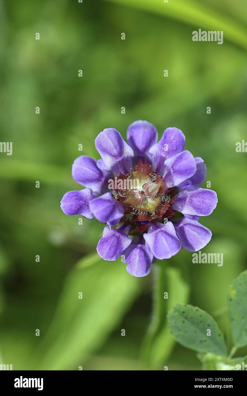 Large Self-heal (Prunella grandiflora), Large Self-heal, blue flower on ...