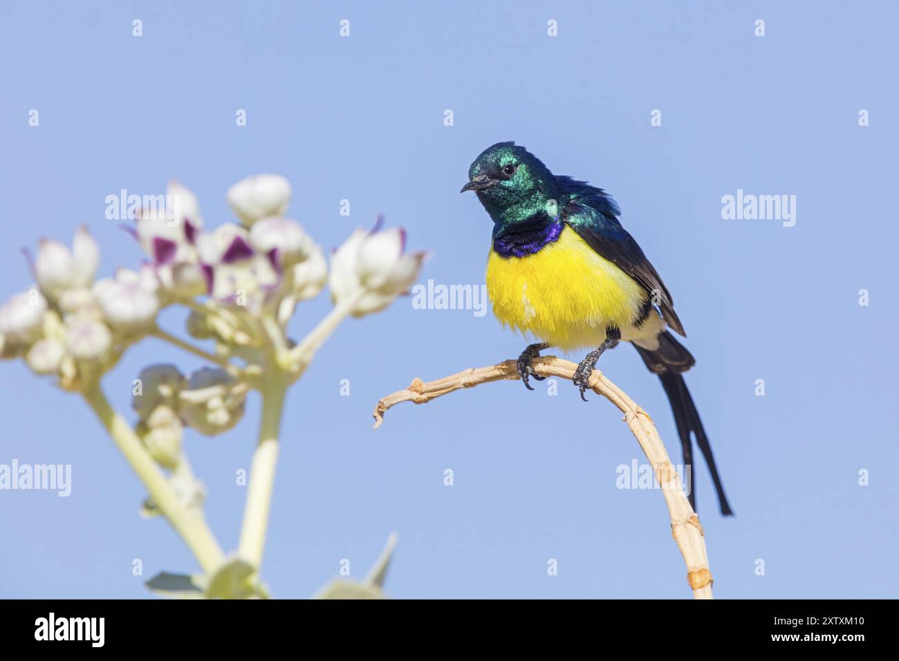 Nile Valley Sunbird, Anthodiaeta metallica, Anthreptes metallicus ...