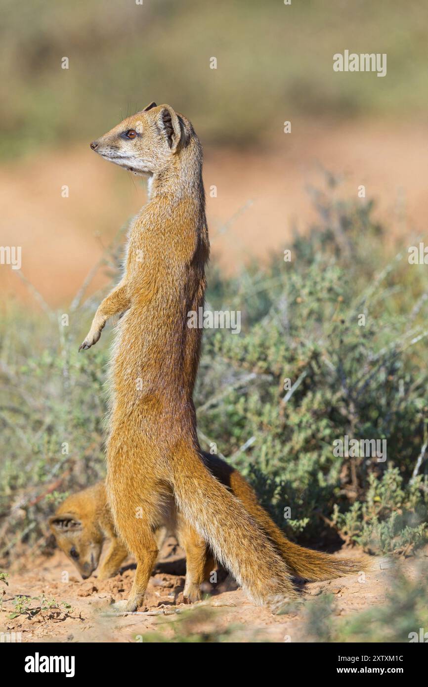Yellow mongoose (Cynictis penicillata), Addo Elephant National Park ...