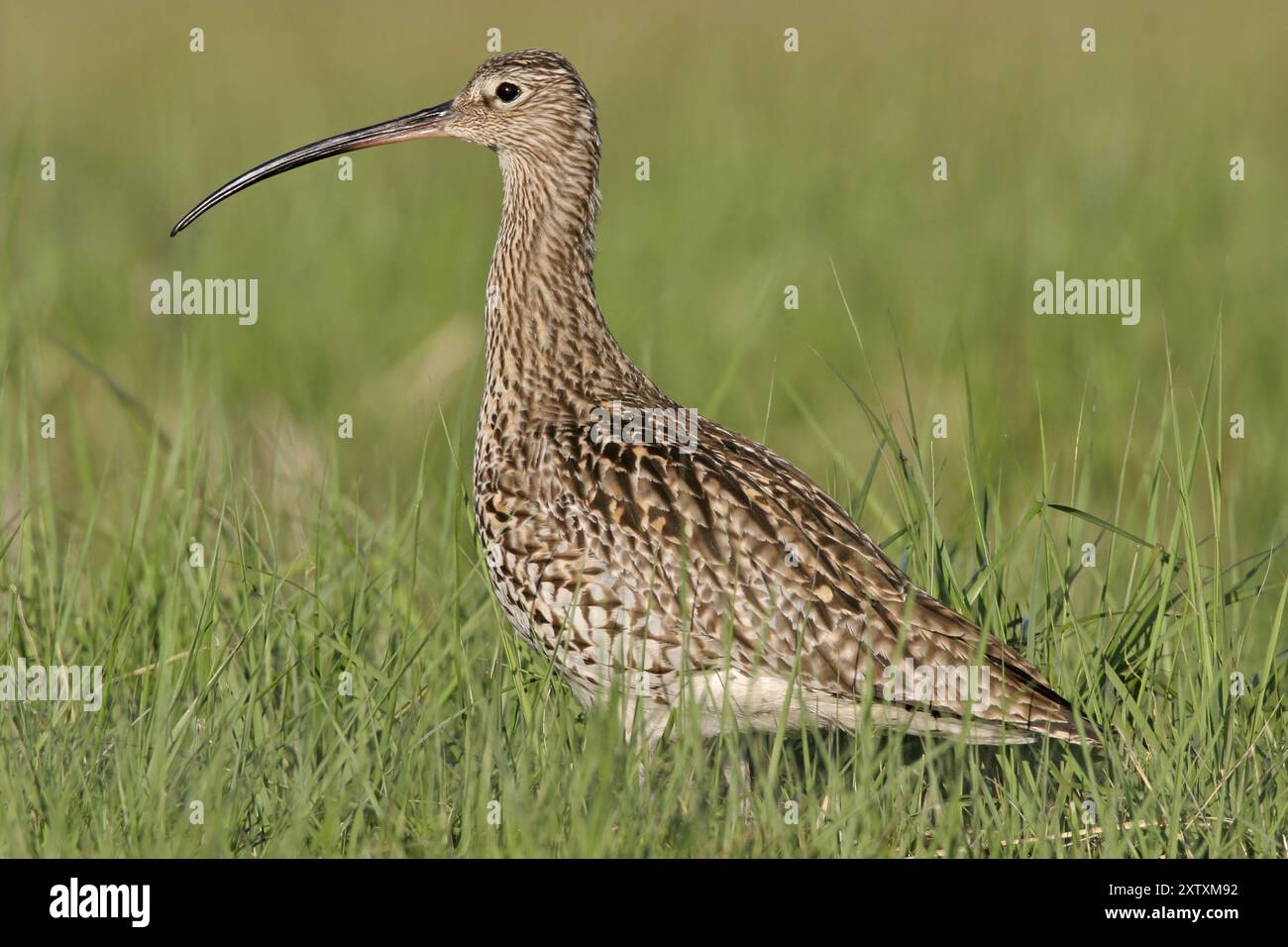 Eurasian curlew (Numenius arquata), Courlis cendre, Zarapito Real ...