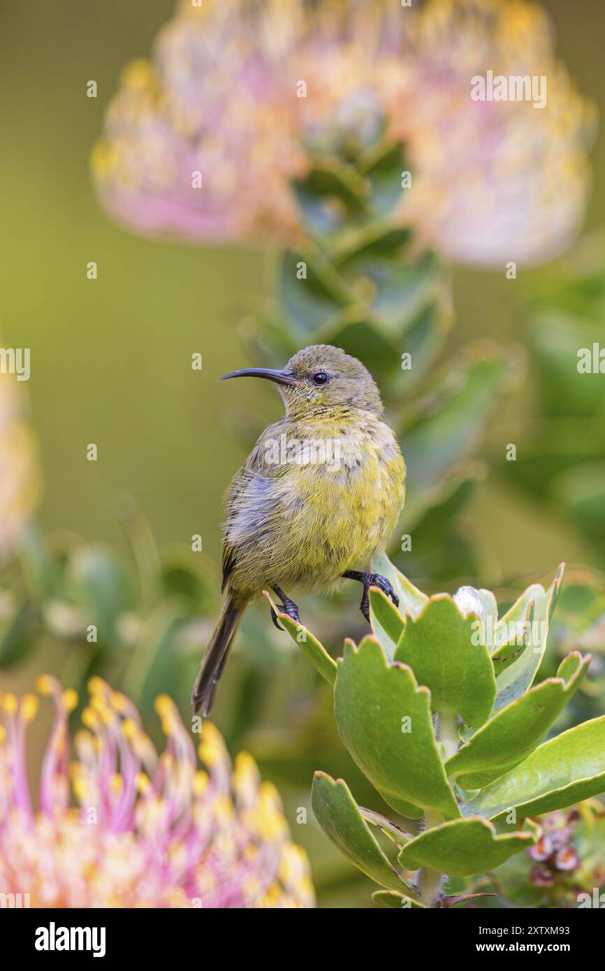 Orange-breasted sunbird (Anthobaphes violacea), Nectarinia violacea ...