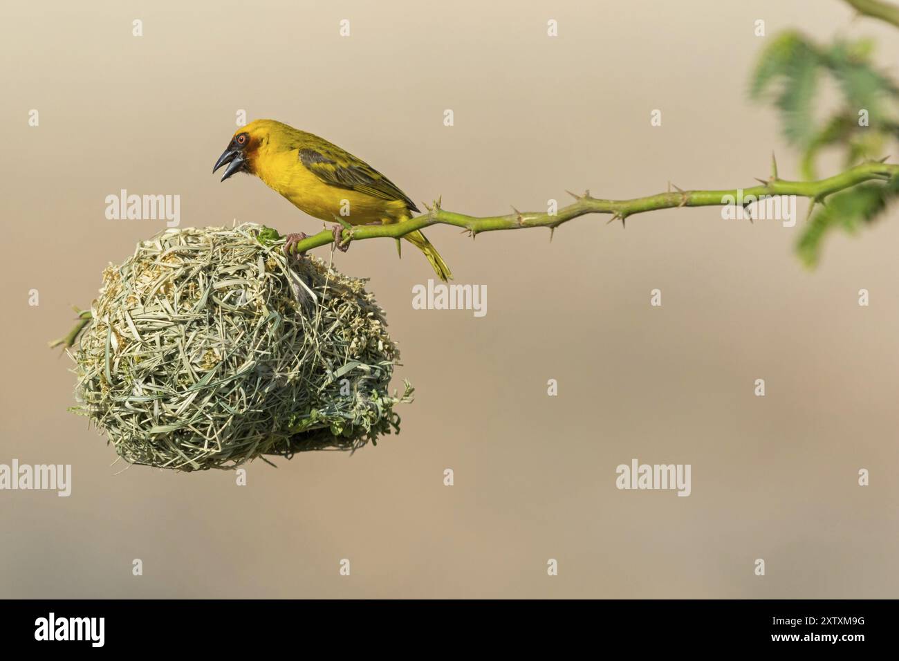 Social weaver birds in nest hi-res stock photography and images - Alamy