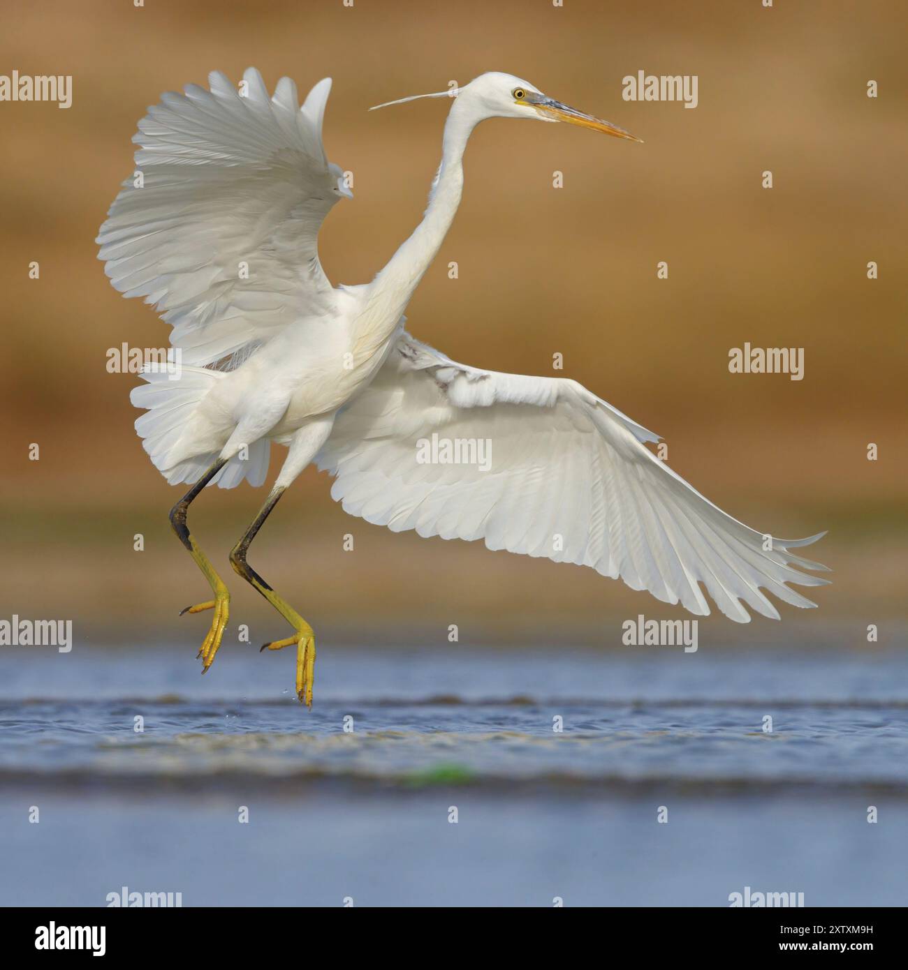 Western Reef Heron, Western Reef-Heron, Western Reef-Egret, (Egretta ...