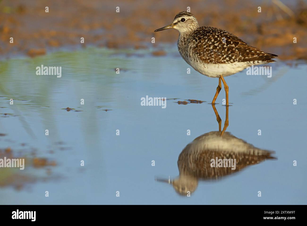 Wood sandpiper (Tringa glareola), Chevalier sylvain, Andarrios Bastardo ...