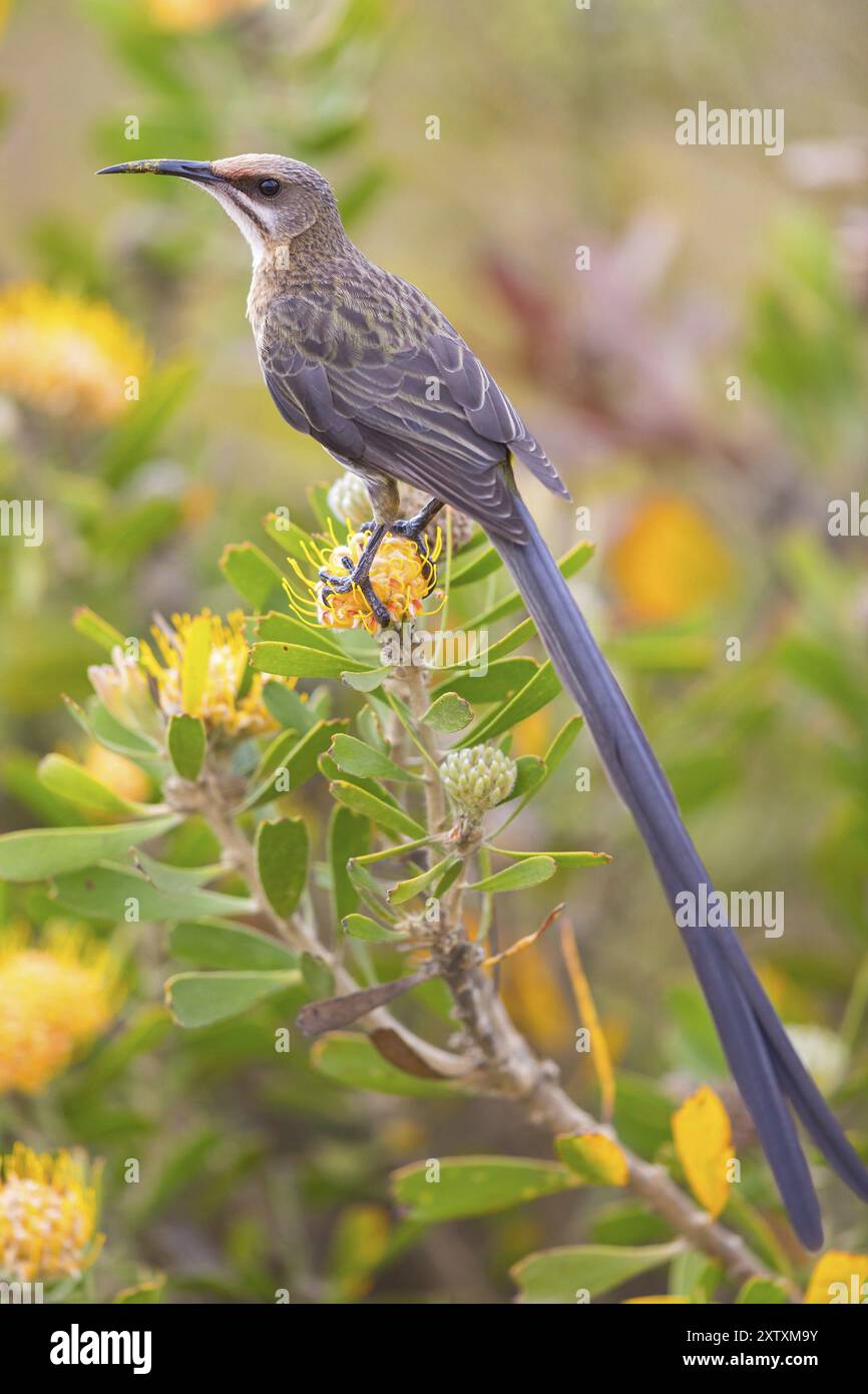 Cape sugarbird (Promerops cafer), Harold Porter National Botanical ...