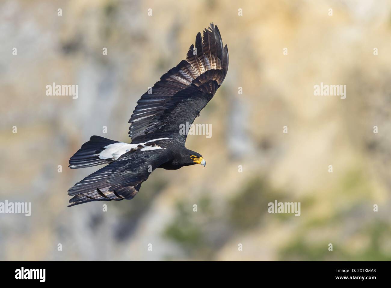 African Black Eagle (Aquila verreauxii), African Black Eagle, Verreaux ...