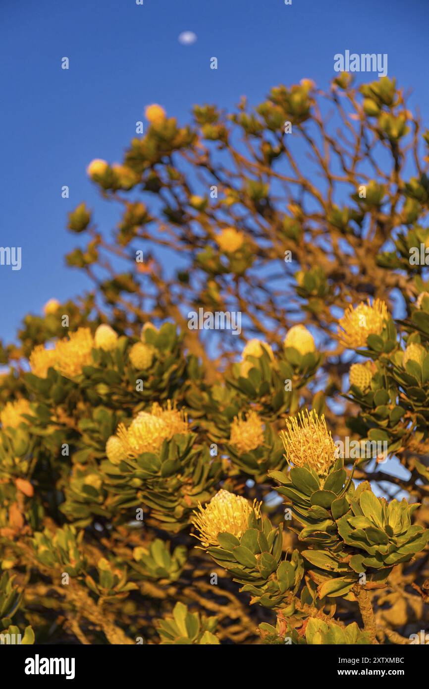 Landscape SÂ¸dafrika, scenery South Africa, sugar bushes, protea ...