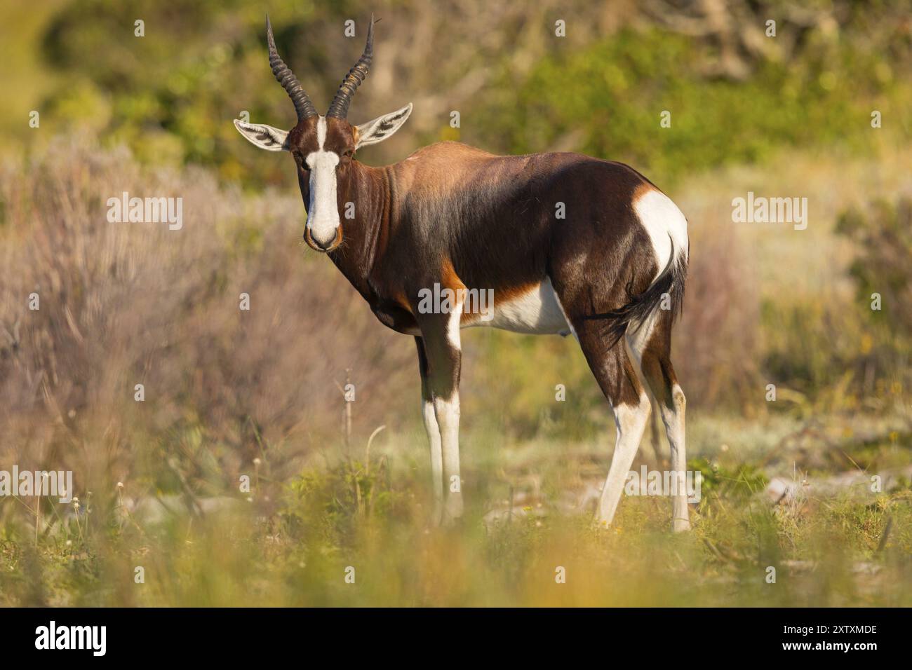 Bontebok, (Damaliscus pygargus), antelope, Table Mountain National Park ...