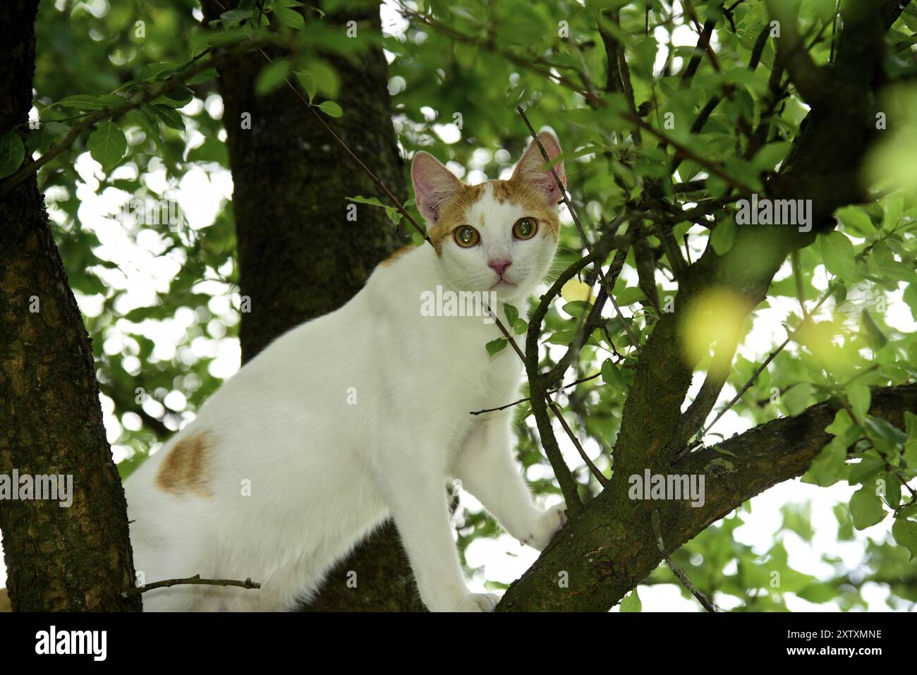 Purebred turkish van cat hi-res stock photography and images - Alamy