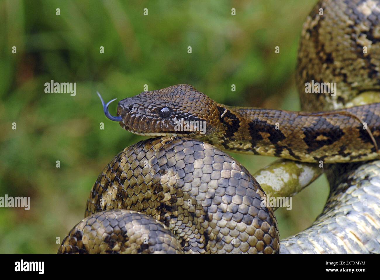 Amazon tree boa (Corallus hortulanus), Madagascar, Africa Stock Photo ...