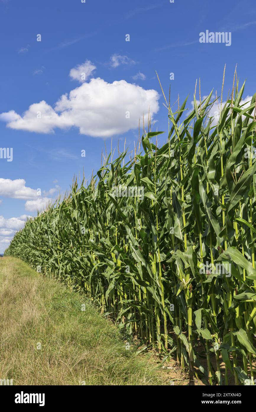 Symbolic image, renewable energies, maize plants, field, biogas plant ...
