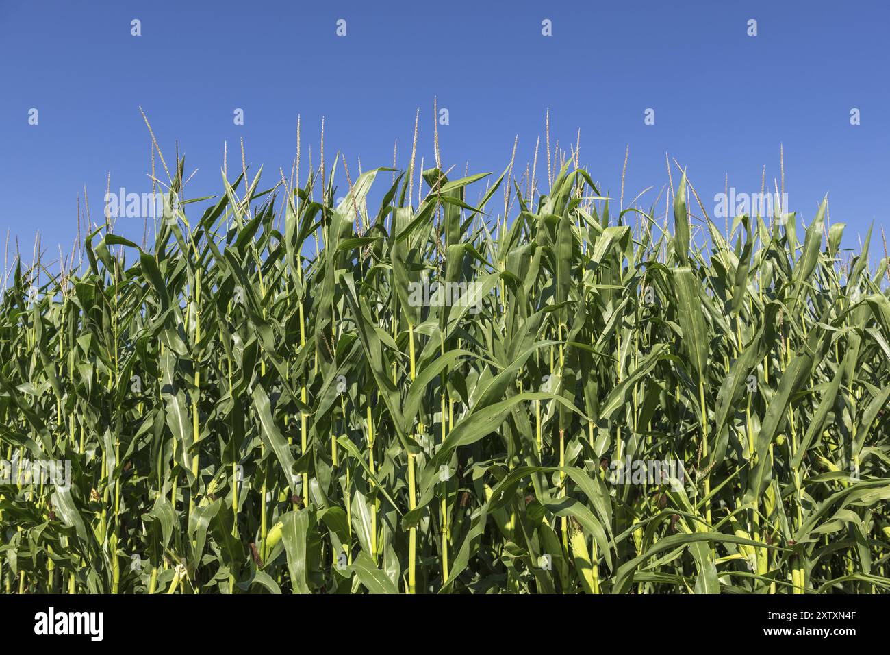 Symbolic image, renewable energies, maize plants, biogas plant, feed ...