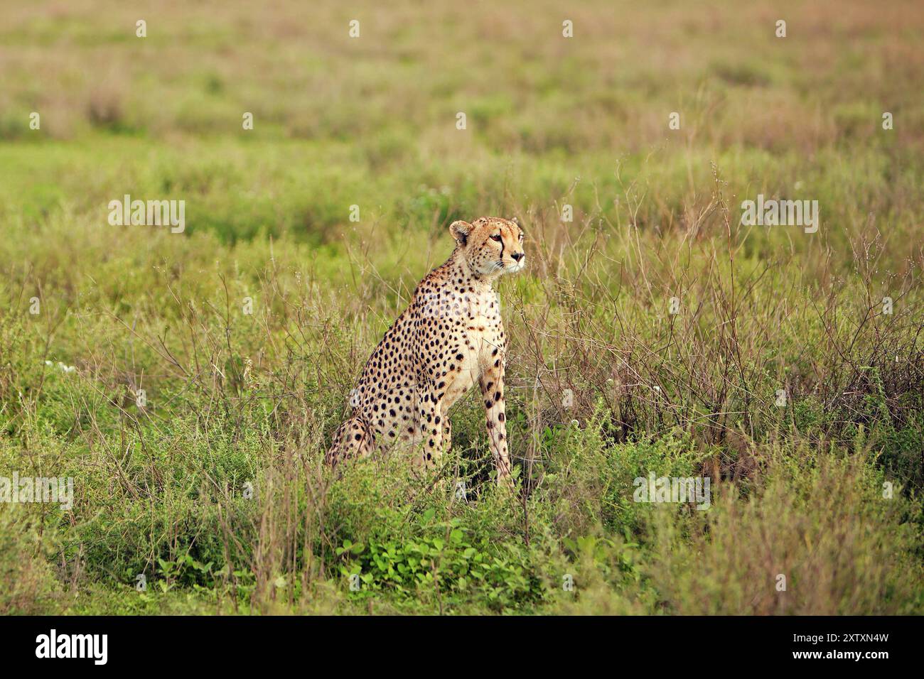 A Cheetah in the savannah of Tanzania, Tanzania, Animal, Animals ...