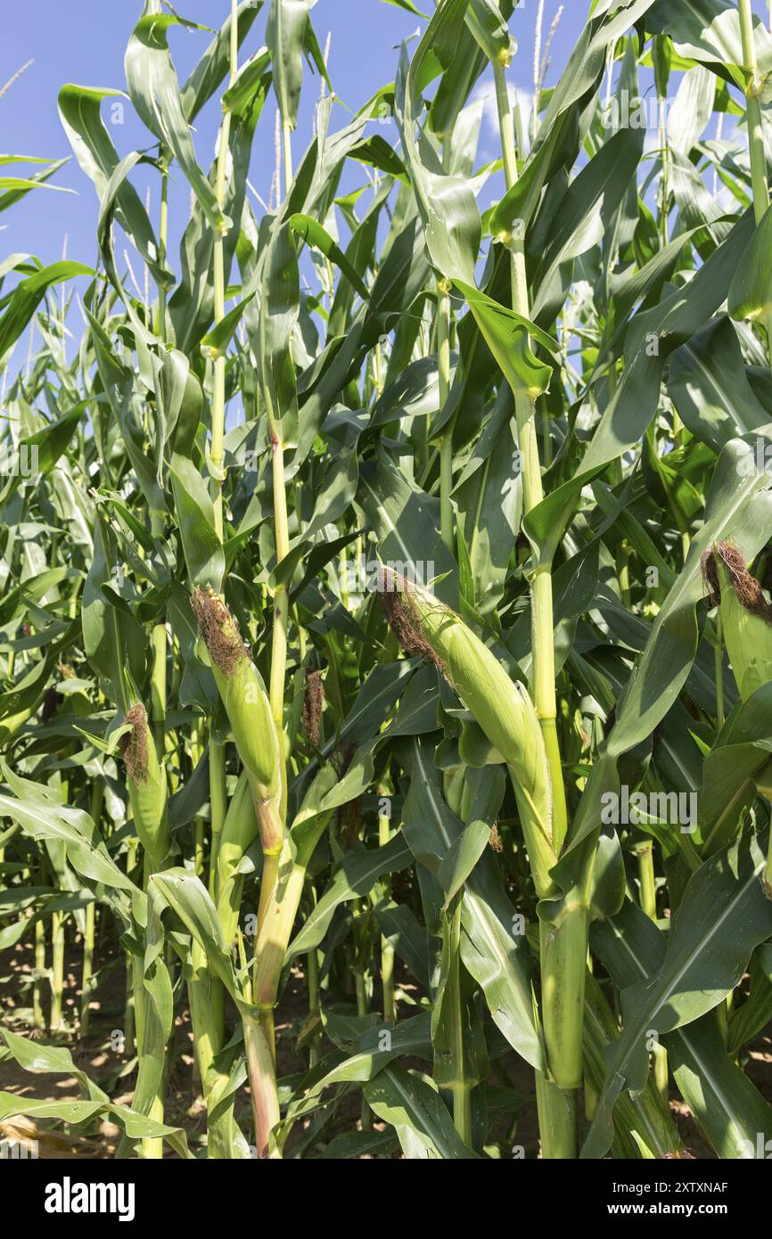 Symbolic image, renewable energies, maize plants, biogas plant, feed ...