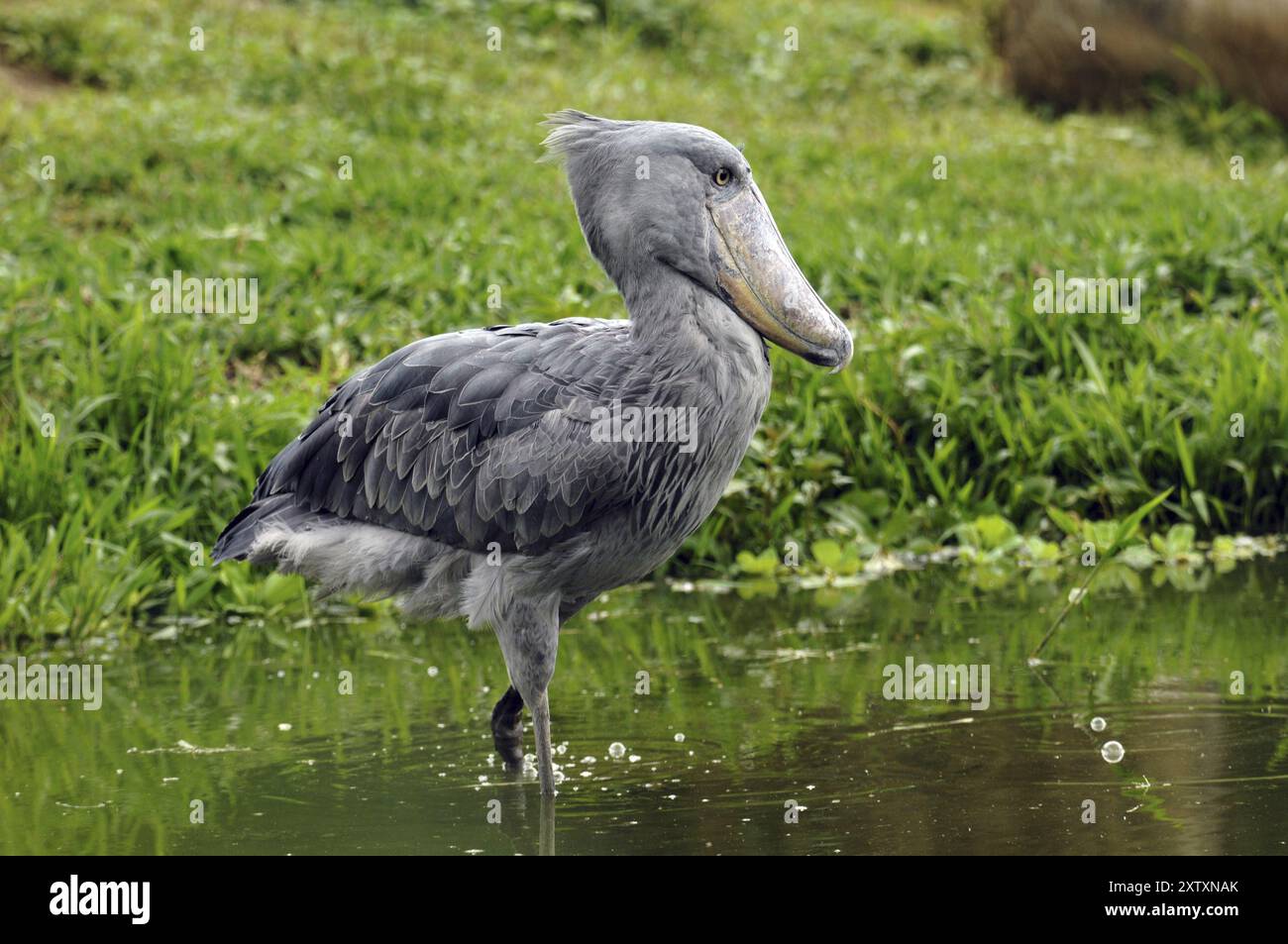 Africa, Uganda, shoebill (Balaeniceps rex), walking bird, Uganda ...
