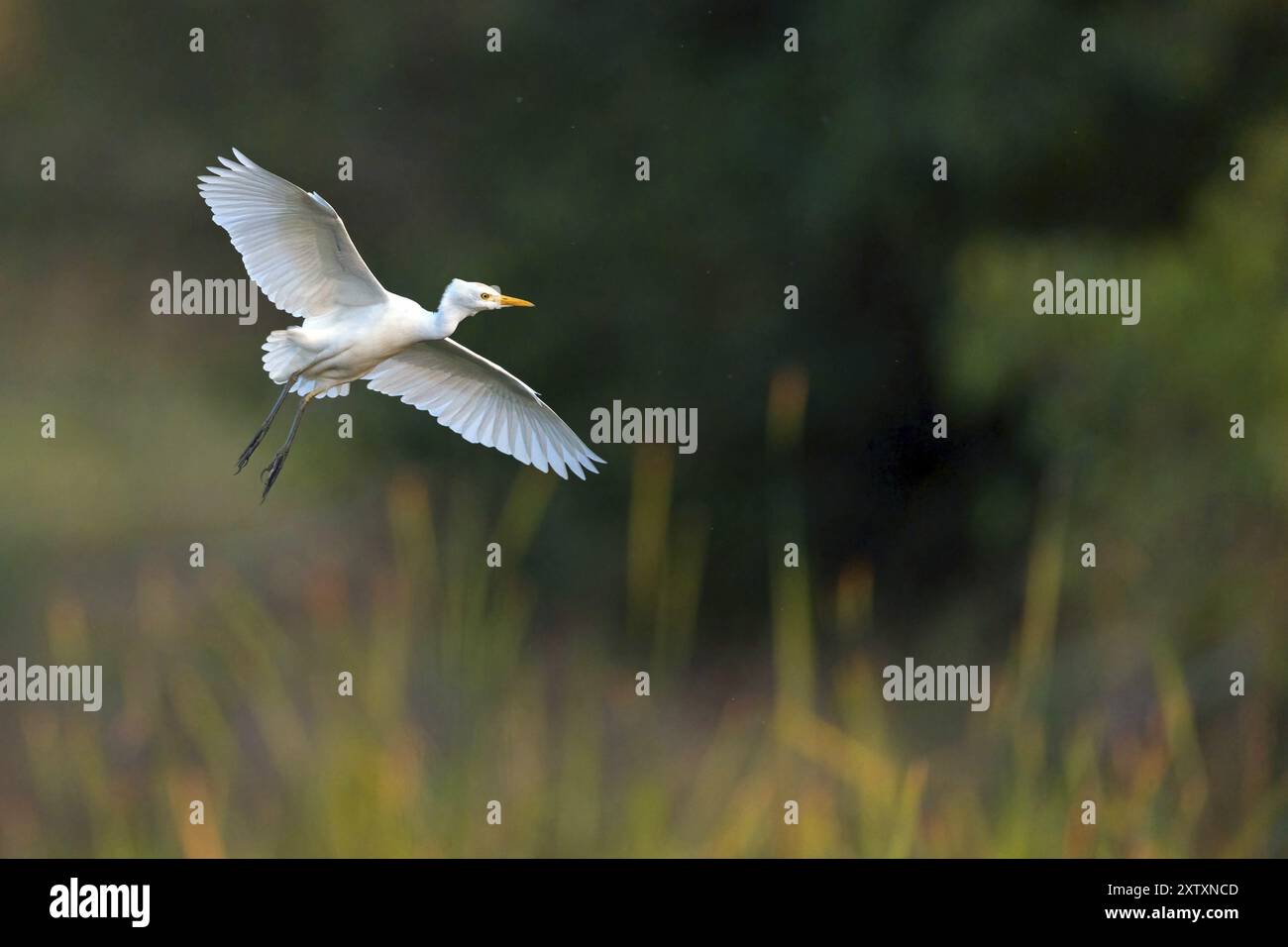 Cattle egret (Bubulcus ibis), flight photo, Raysut, Salalah, Dhofar ...