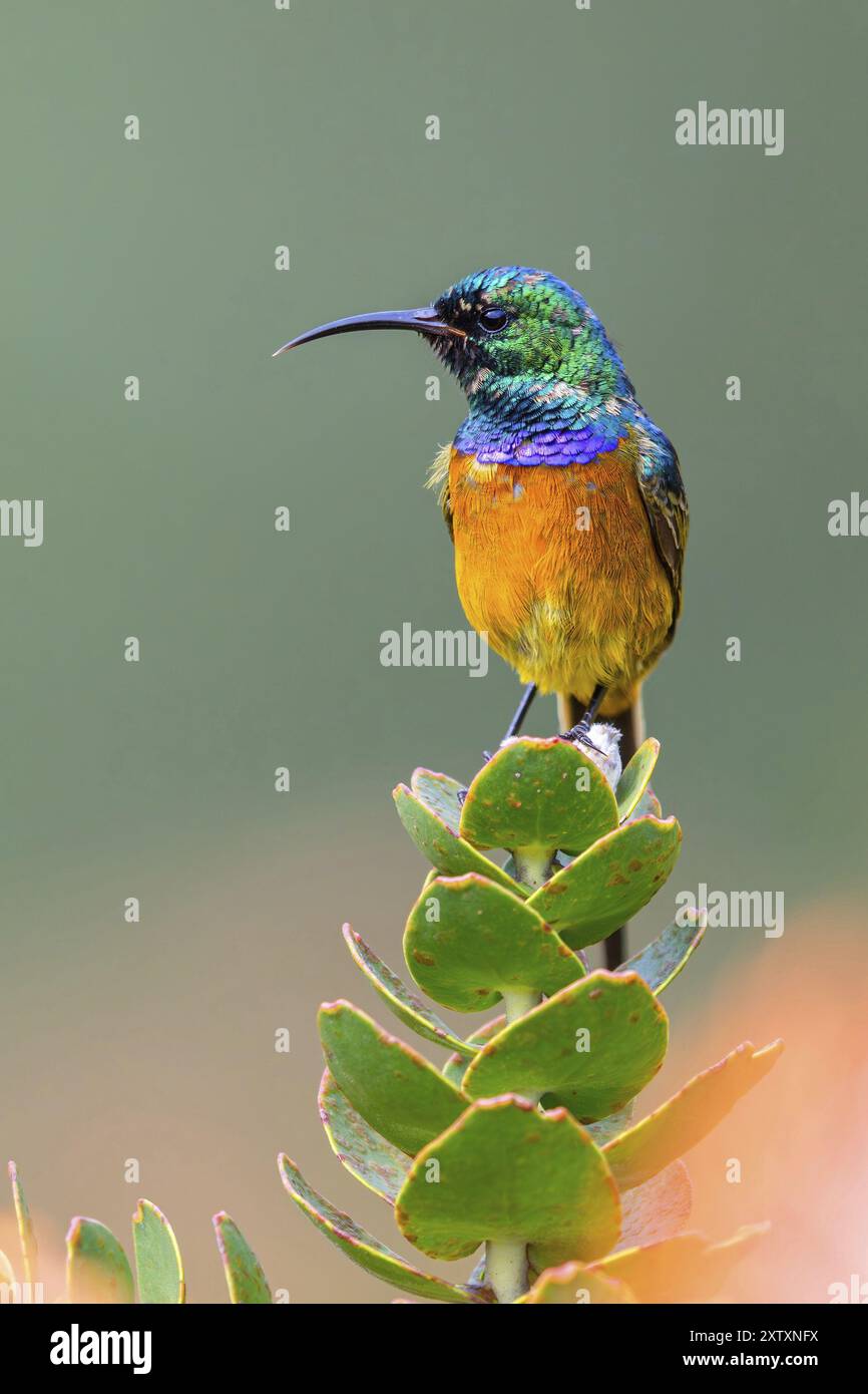 Orange breasted sunbird south africa hi-res stock photography and ...